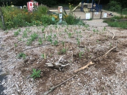 Monarch Research Project – The Garden Club of Norfolk, Inc.