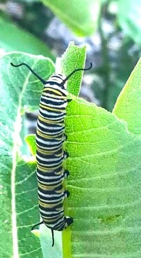 Monarch Research Project – The Garden Club of Norfolk, Inc.